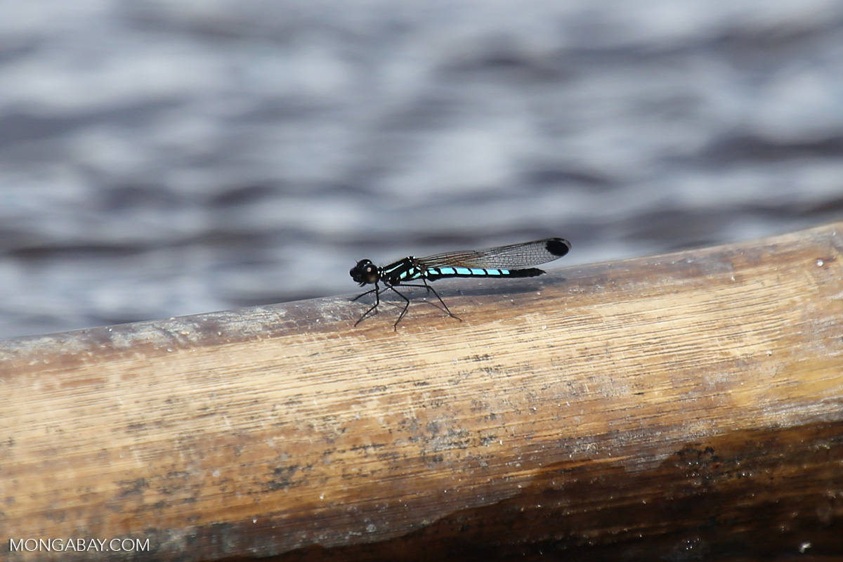 Turquoise dragonfly