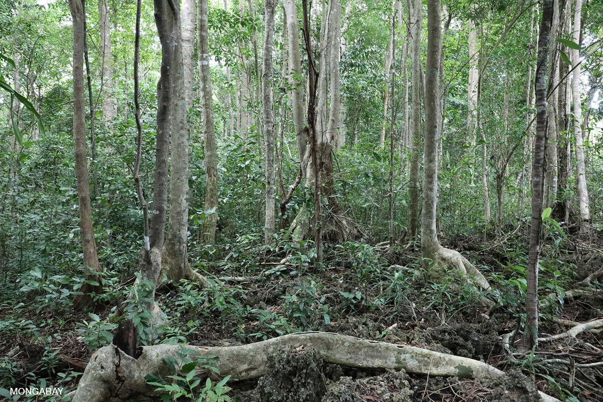 Karst forest on Kakaban island