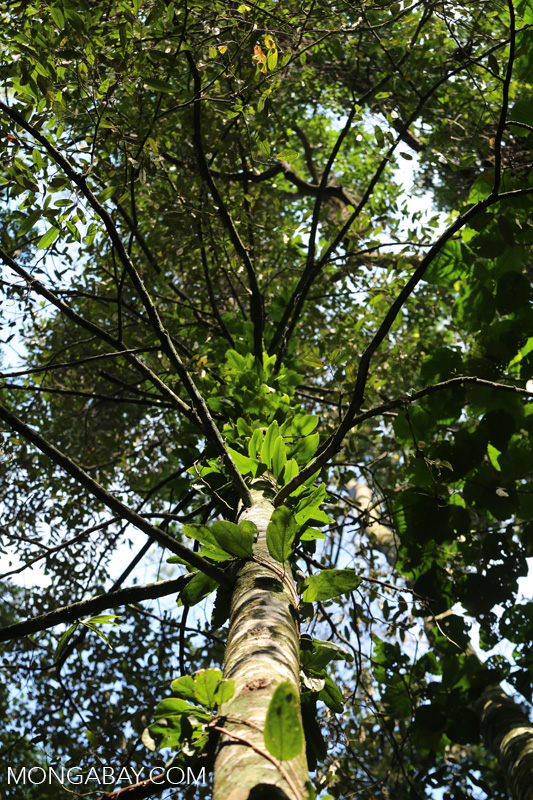 Vines growing up a rainforest tree in Sumatra