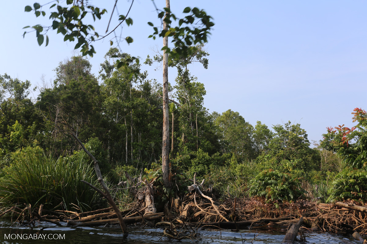 Peat forest clearing [riau_0436]