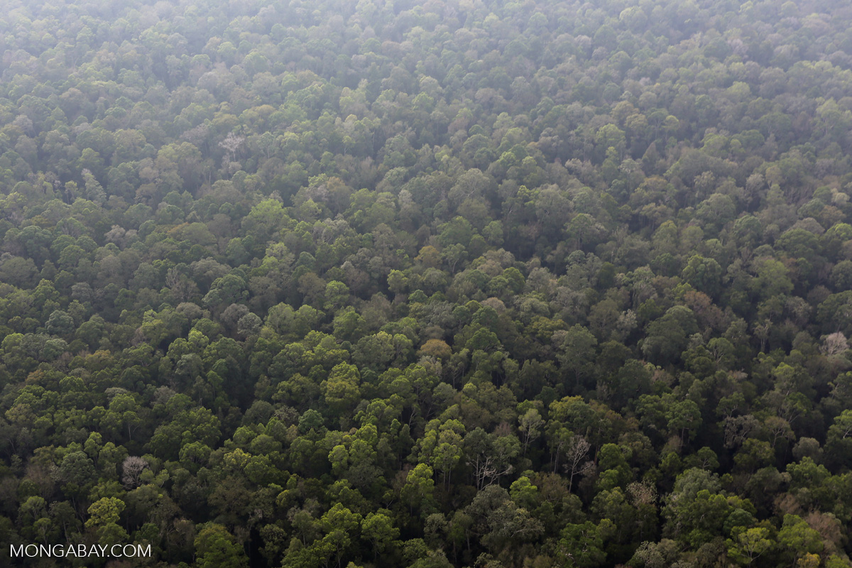 Peat forest in Giam Siak Kecil [riau_0724]
