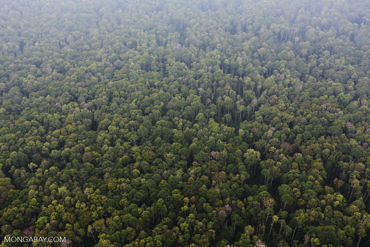 Peat forest in Giam Siak Kecil [riau_0781]