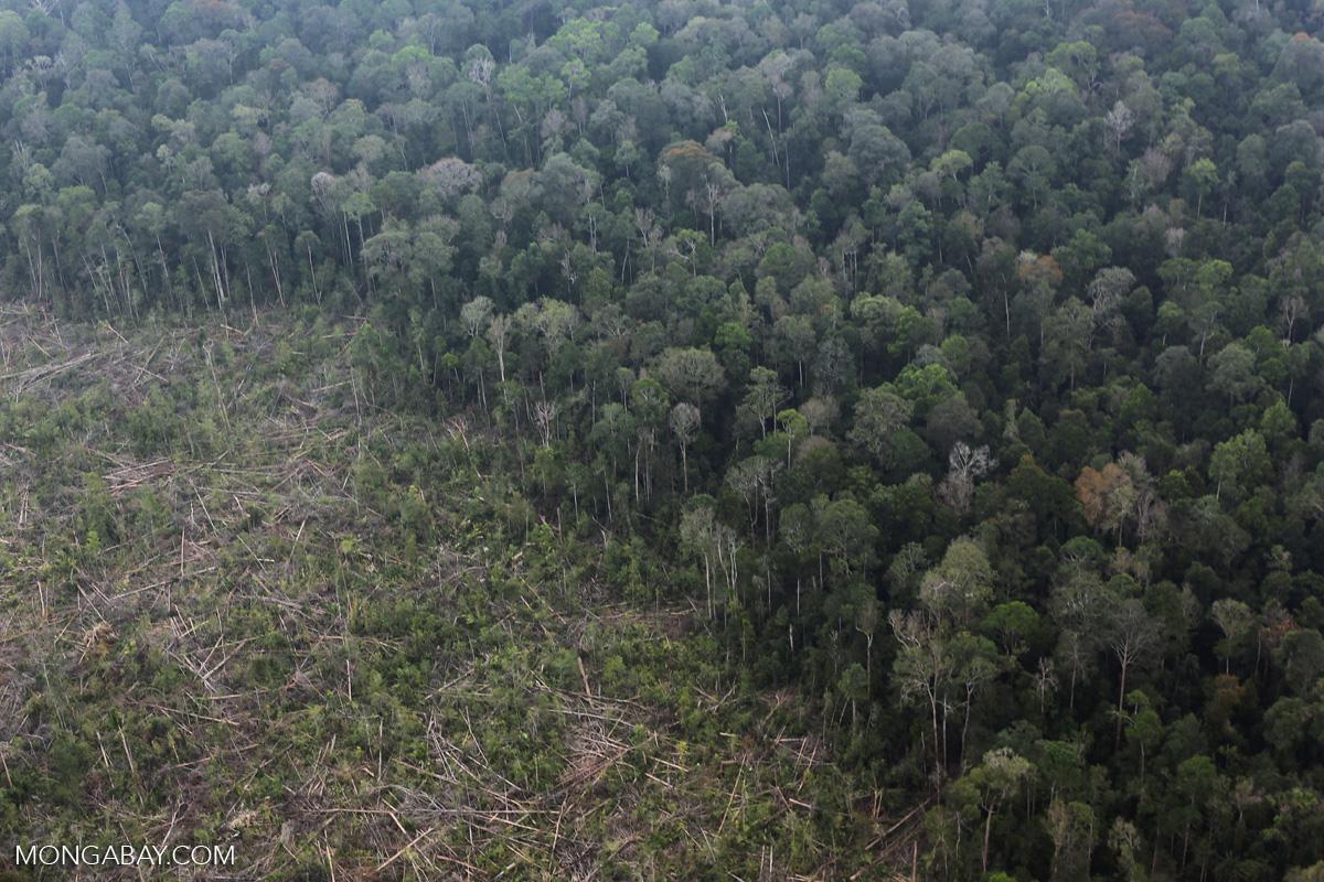 Peat forest clearing in Riau [riau_0845]