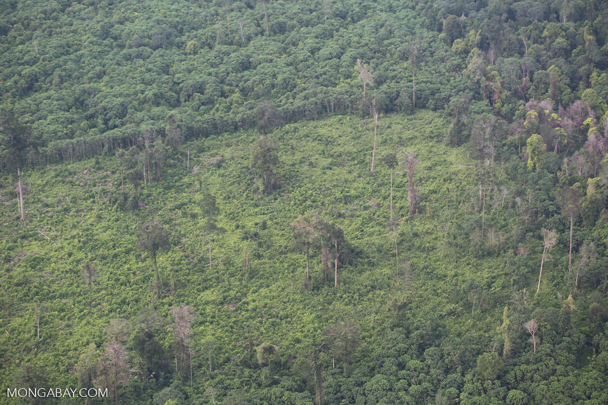 Forest clearing in Sumatra [riau_1514]