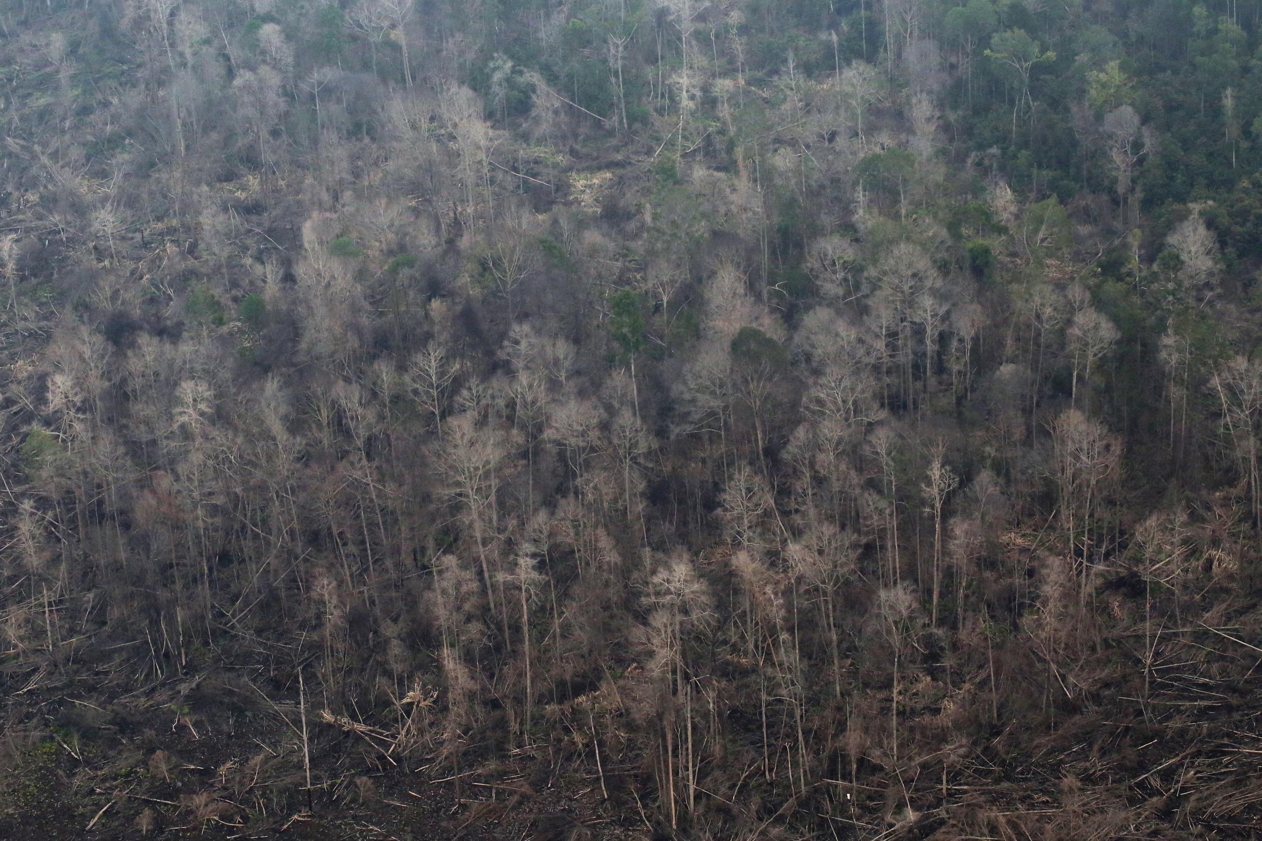 Burned forest in Riau
