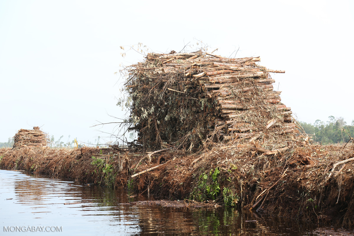Stack of acacia logs