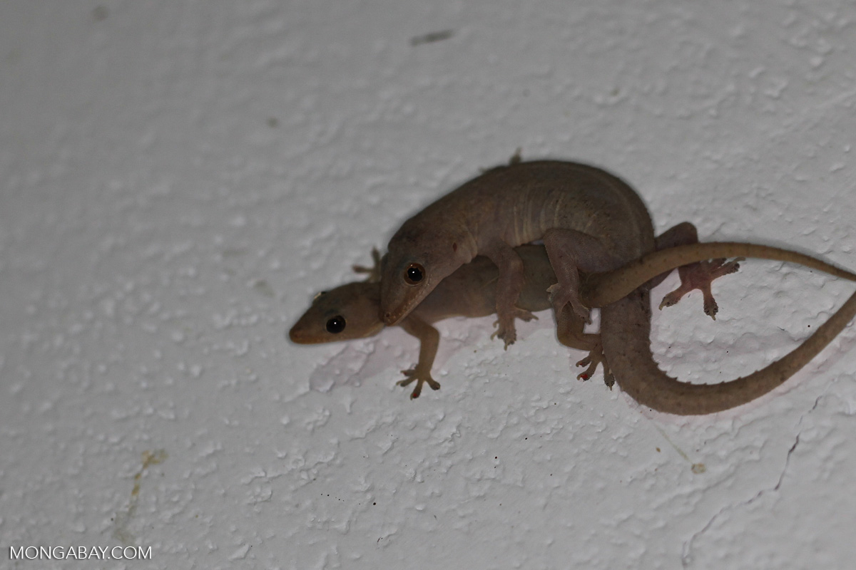 Geckos doing the wild-monkey dance