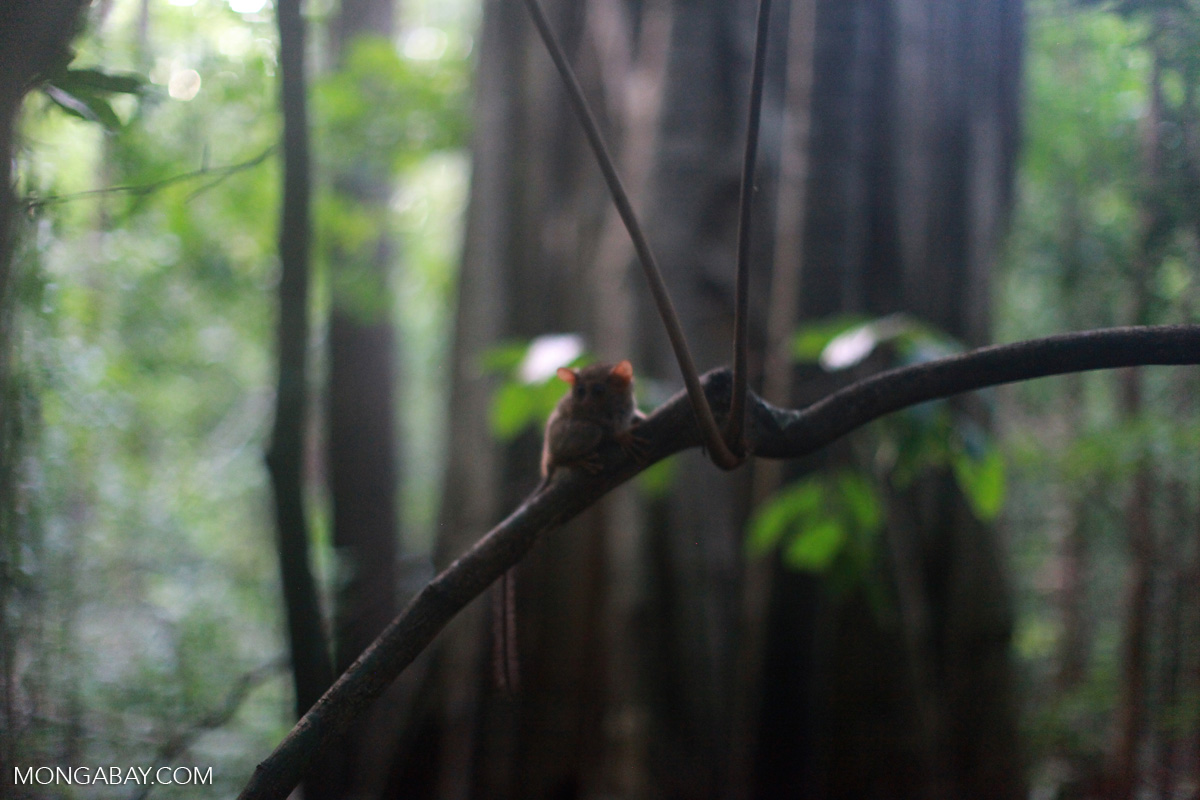 sulawesi-tangkoko_0199