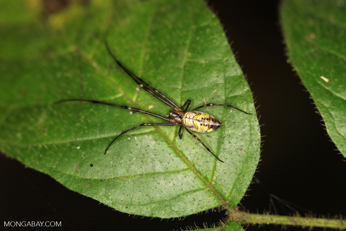 Orb-weaving spider in Sulawesi