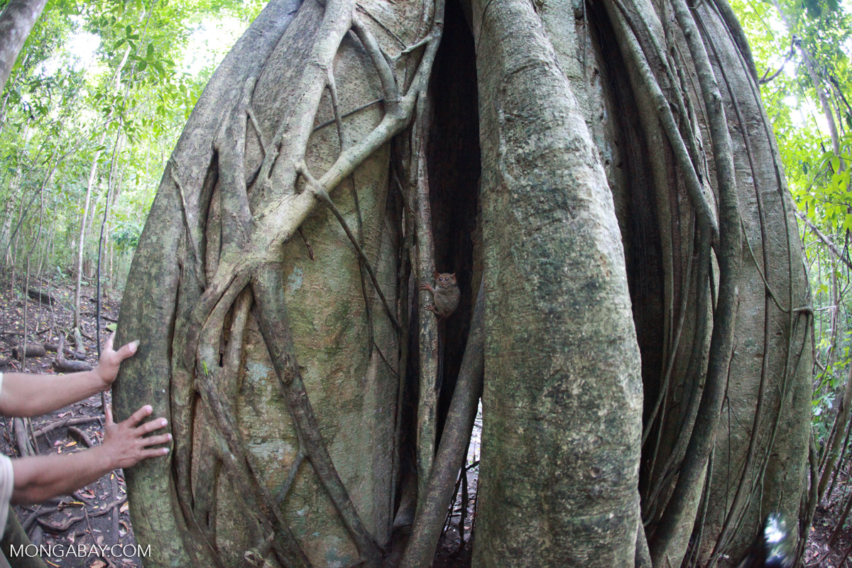 Tarsiers in a strangler fig tree