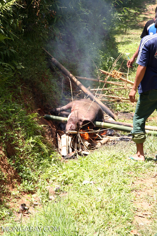 Roasting a pig over an open fire (Toraja Land (Torajaland), Sulawesi)