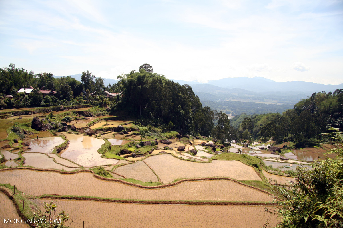 Tiered rice paddies of Batutomonga (Toraja Land (Torajaland), Sulawesi ...