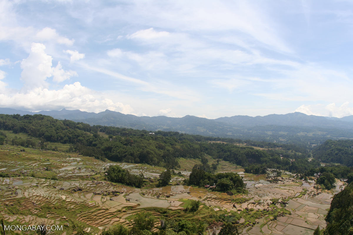 Tiered rice paddies of Batutomonga (Toraja Land (Torajaland), Sulawesi ...
