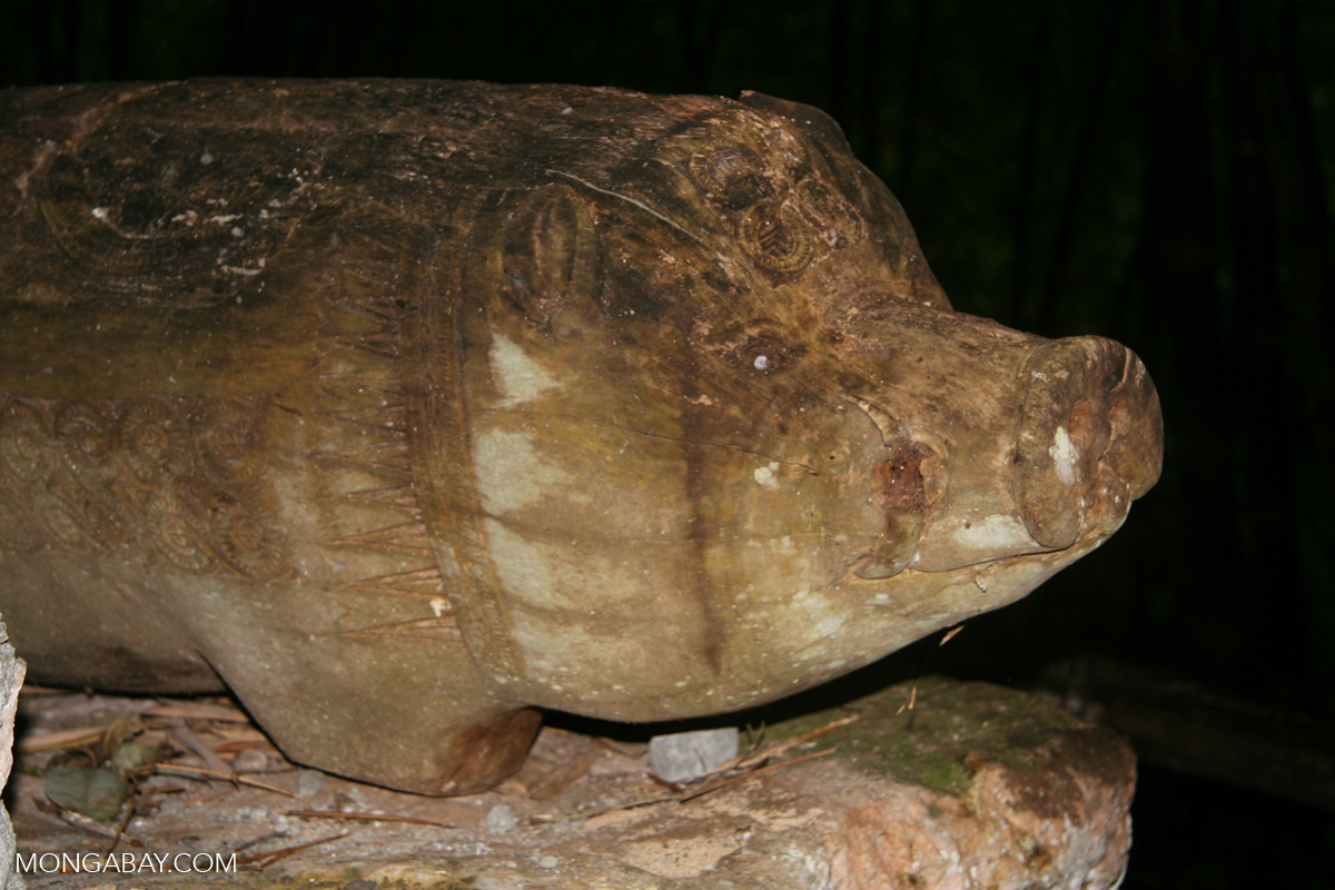 Wooden coffin carved in the shape of a hog (Toraja Land (Torajaland ...