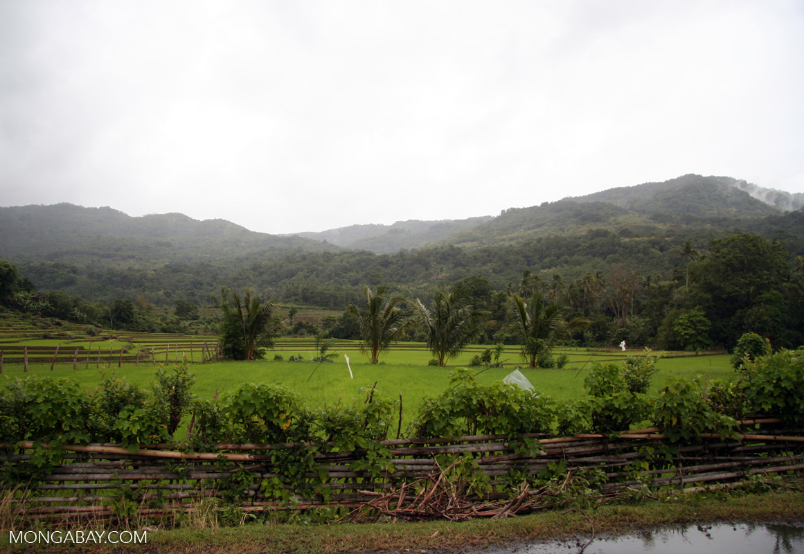 Rice fields in southern Sulawesi (Sulawesi - Celebes) -- sulawesi7767