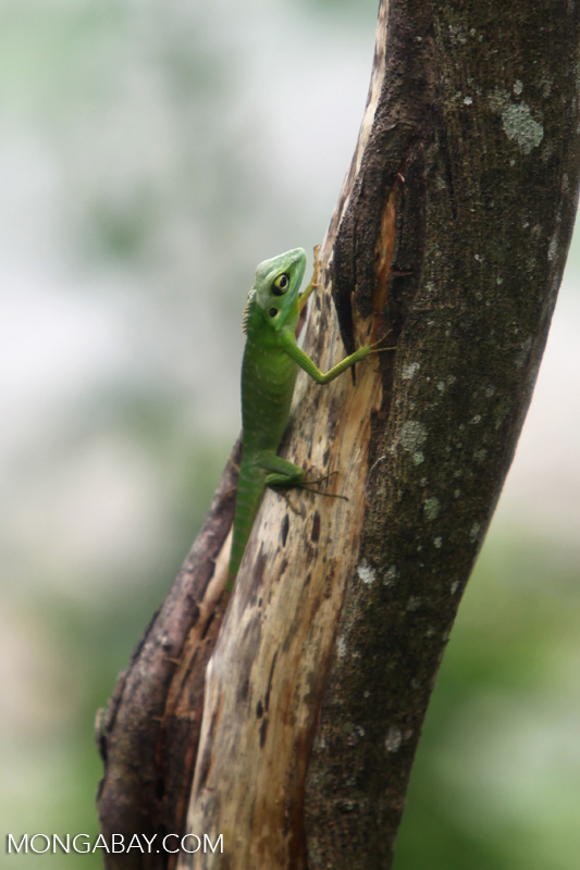 Green Crested Lizard (Bronchocela cristatella) [sumatra_0148]