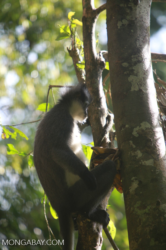 Thomas leaf monkeys [sumatra_0383]