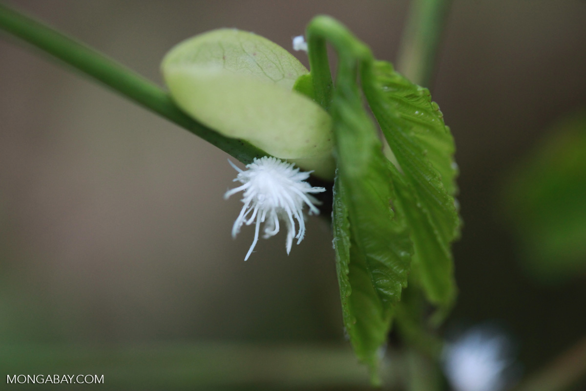 White furry insect (possibly Fulgorid Planthopper nymph) [sumatra_0986]