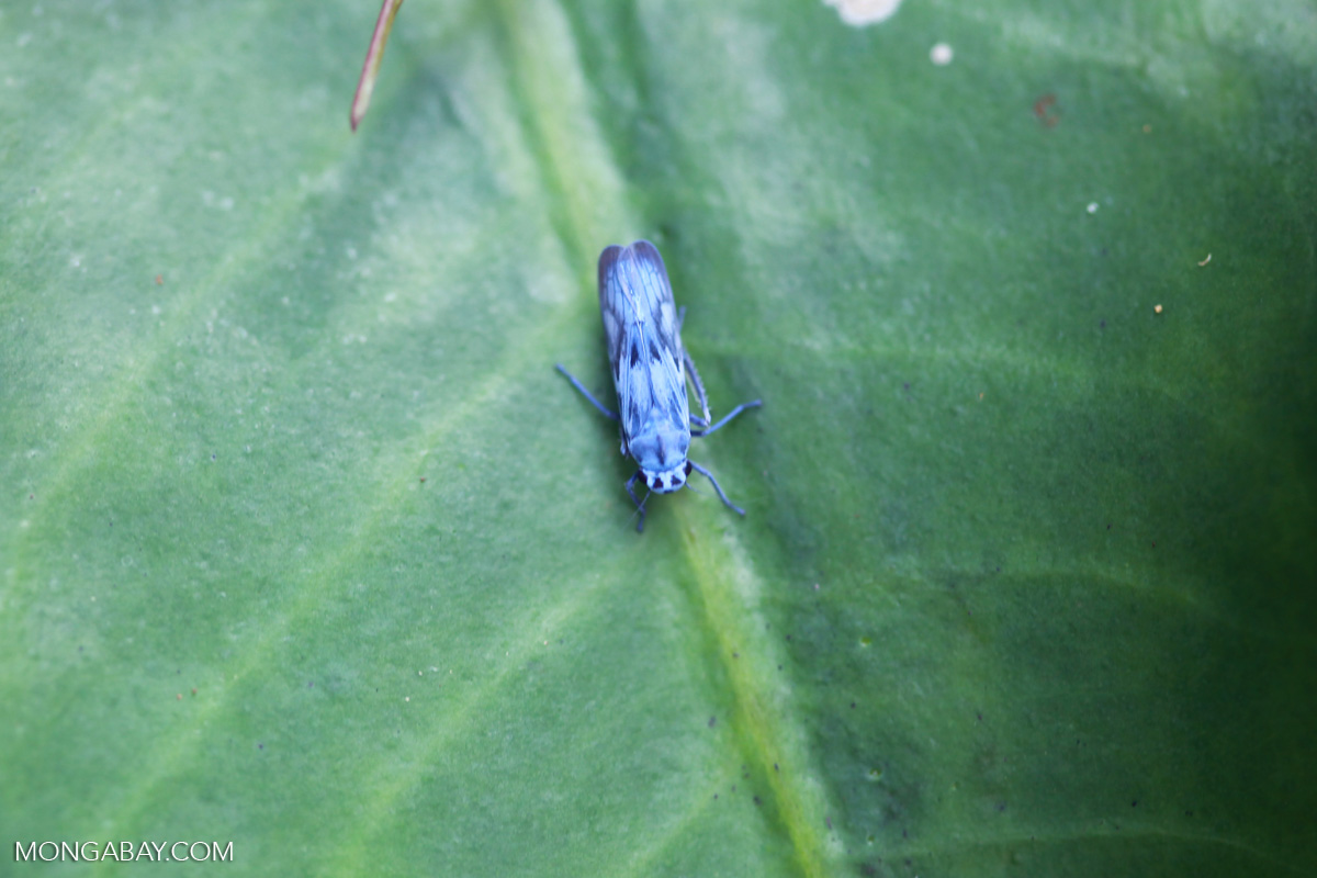 Blue leafhopper or planthopper [sumatra_1023]