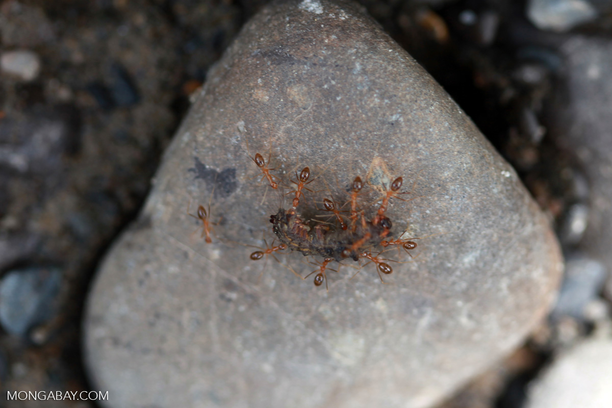Ants eating a caterpillar [sumatra_1113]