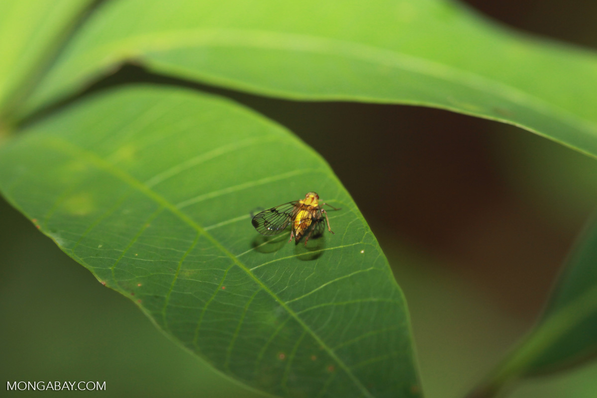 Yellow cicada [sumatra_1207]