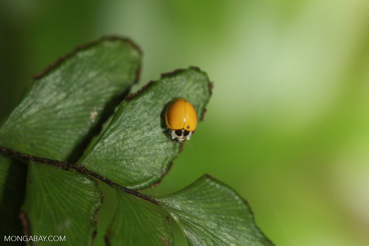 Yellow ladybug