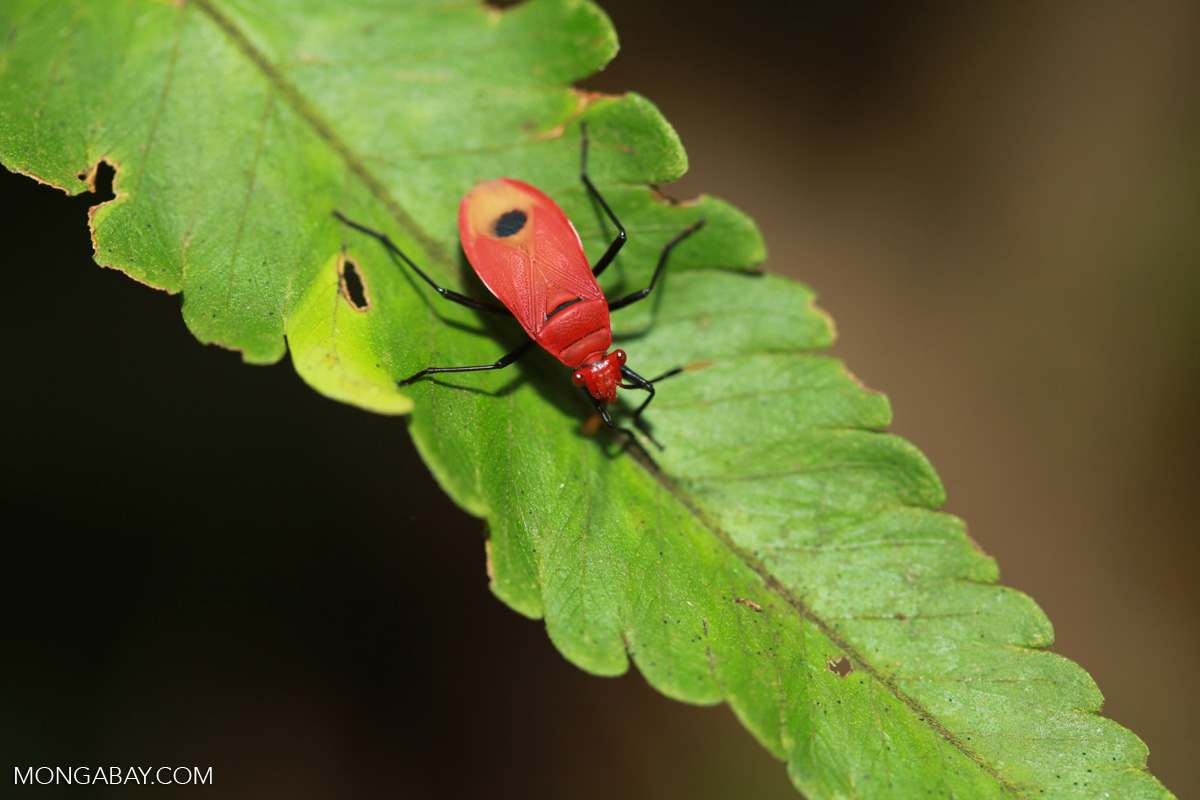 Red shield bug [sumatra_1335]