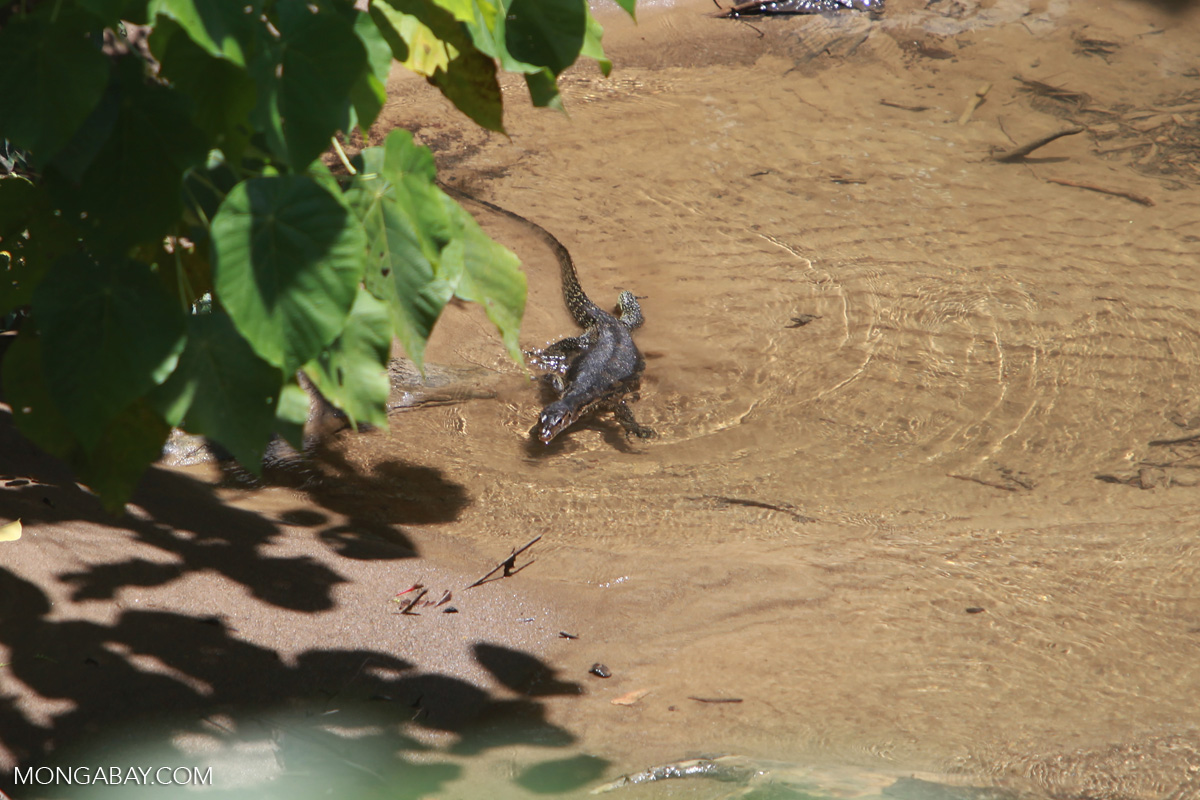 Water monitor in a clear river [sumatra_1384]