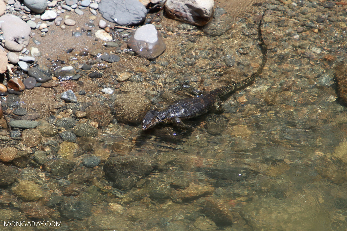 Water monitor in a clear river [sumatra_1399]