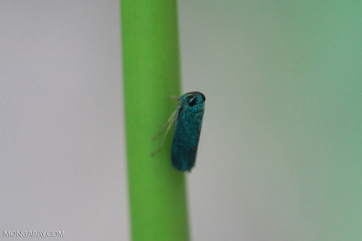 Turquoise planthopper