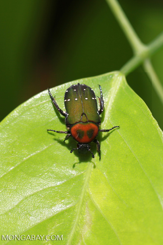 Red and green dung beetle