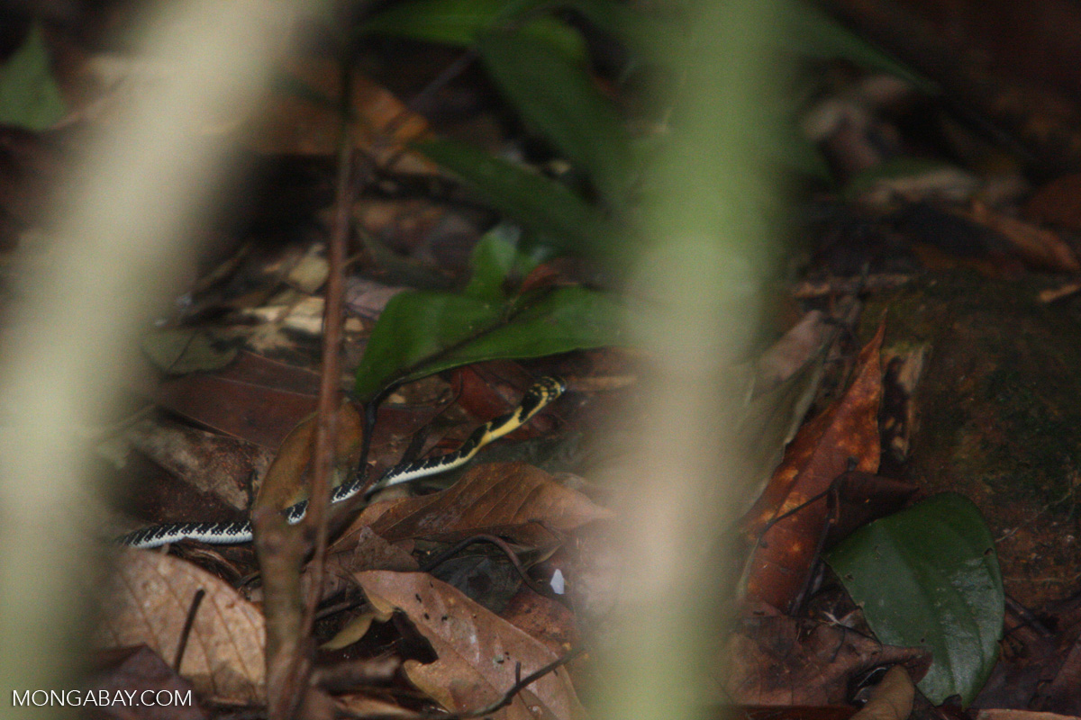 Yellow and black snake [sumatra_9063]