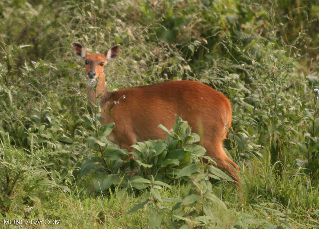 Bush buck on Mt. Kenya