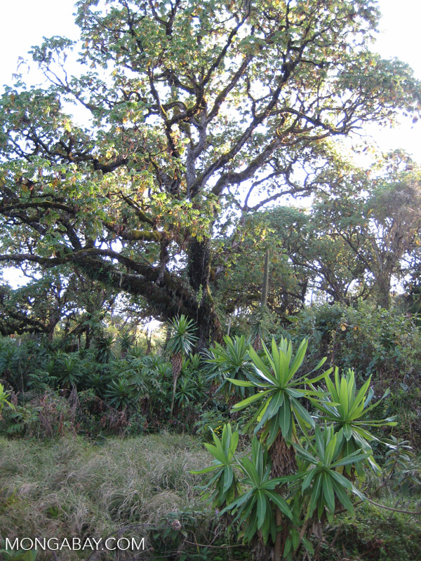 Kenyas Vegetation