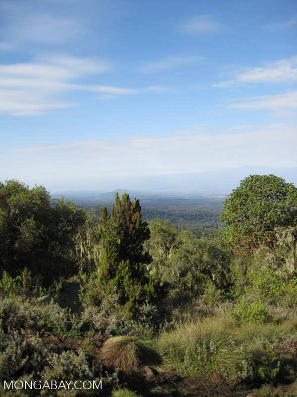 High altitude heath forest on Mt. Kenya