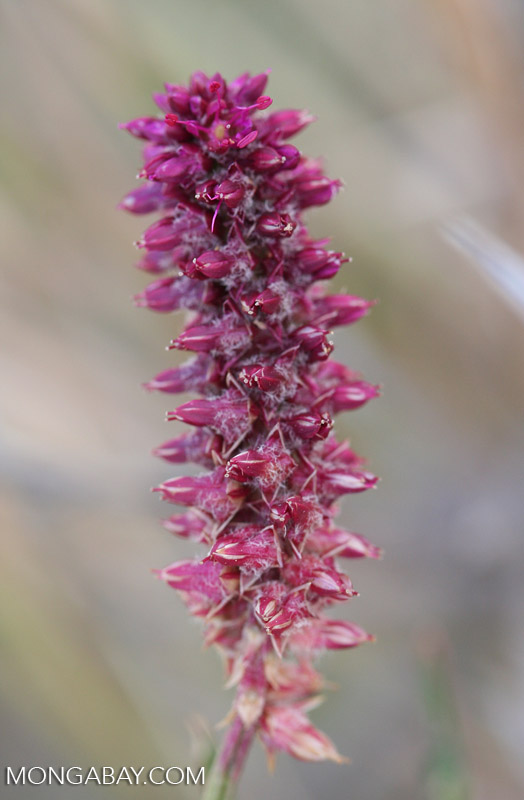 Fuschia-colored flowers - species unknown