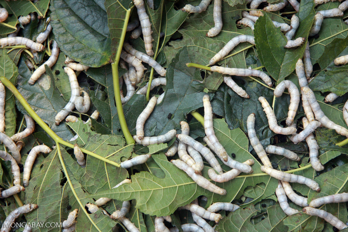 Silkworms feeding on Mulberry leaves