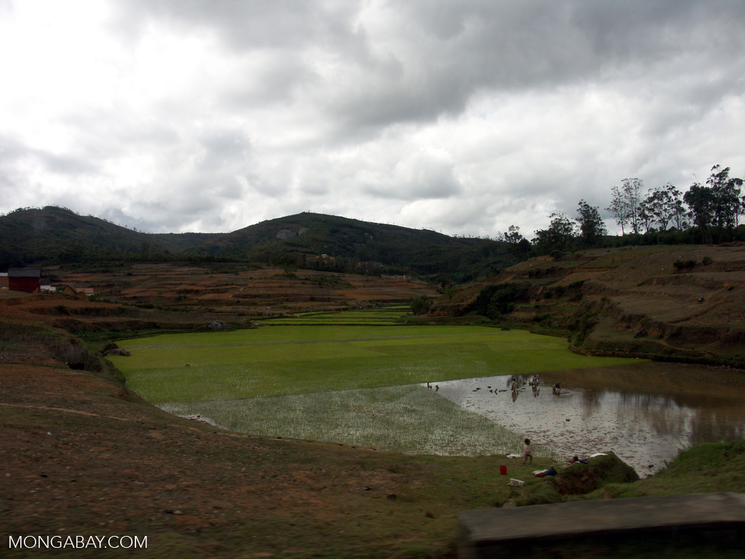 Rice fields between Andasibe and Tana (RN2) [RN2_rice-0109]
