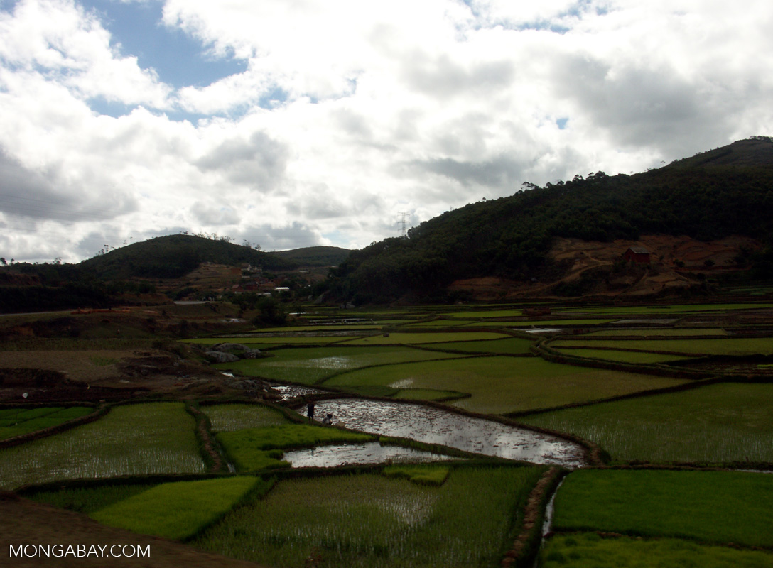 Rice fields between Andasibe and Tana (RN2) [RN2_rice-0114]