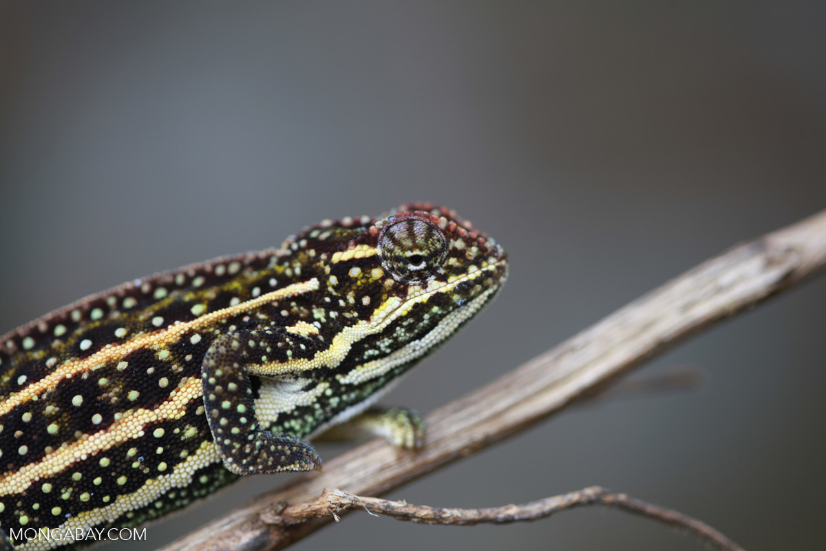Jeweled Chameleon (Furcifer campani) [male]