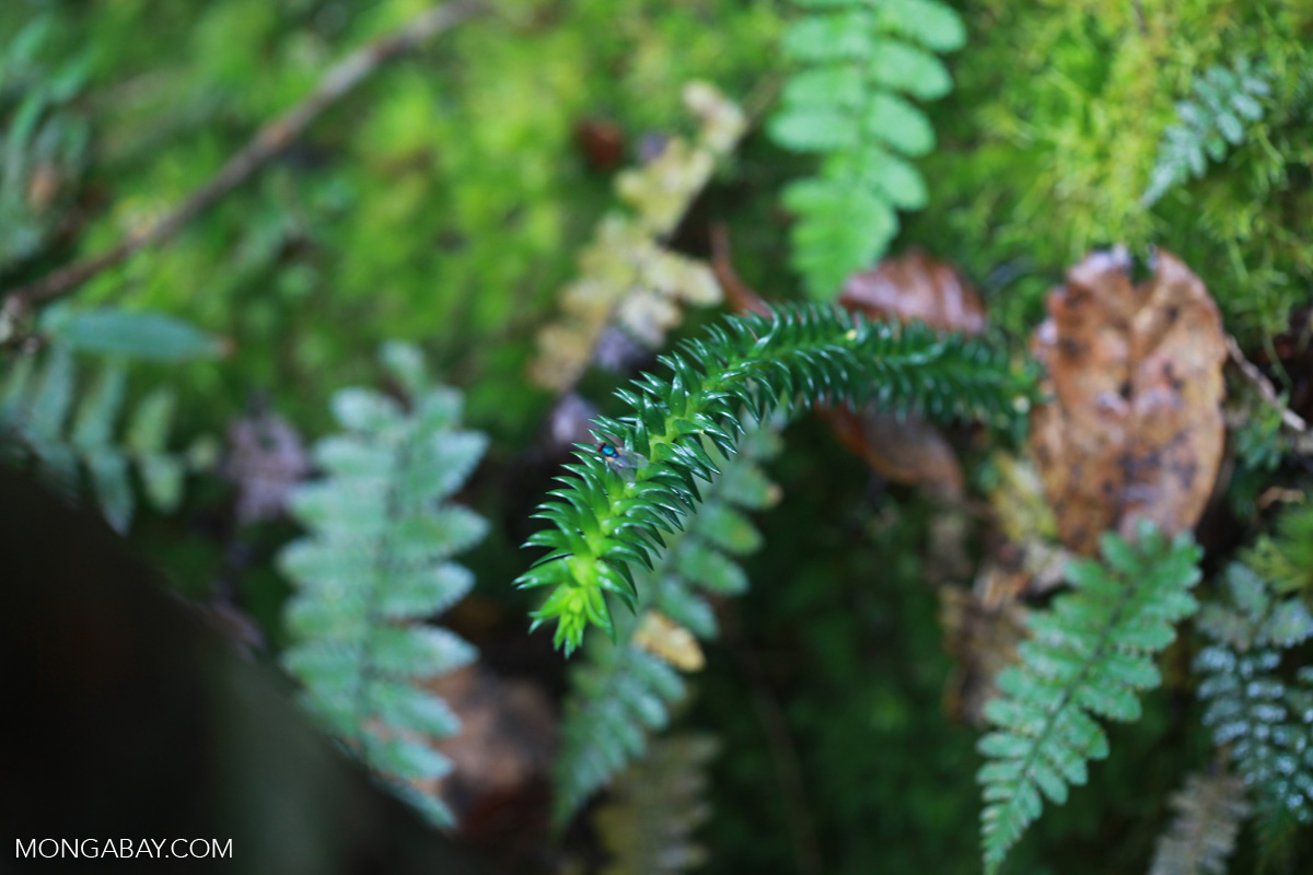Unusual fern