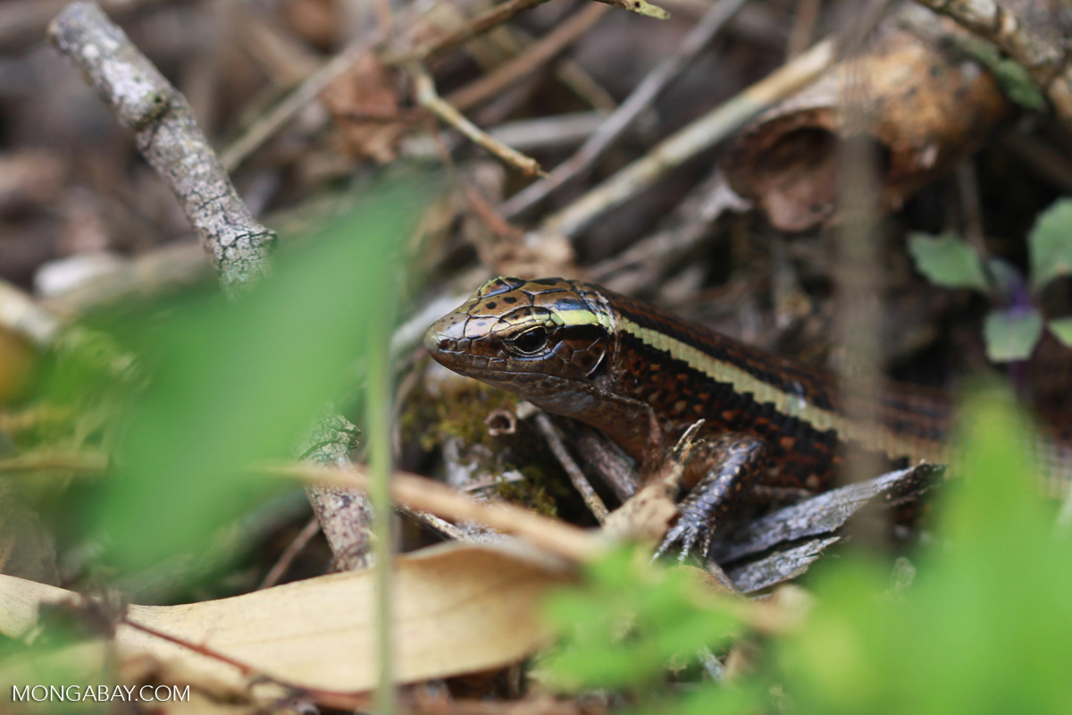 Plated lizard (Zonosaurus madagascariensis) [madagascar_1001]