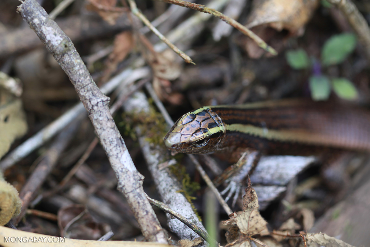 Plated lizard (Zonosaurus madagascariensis) [madagascar_1002]
