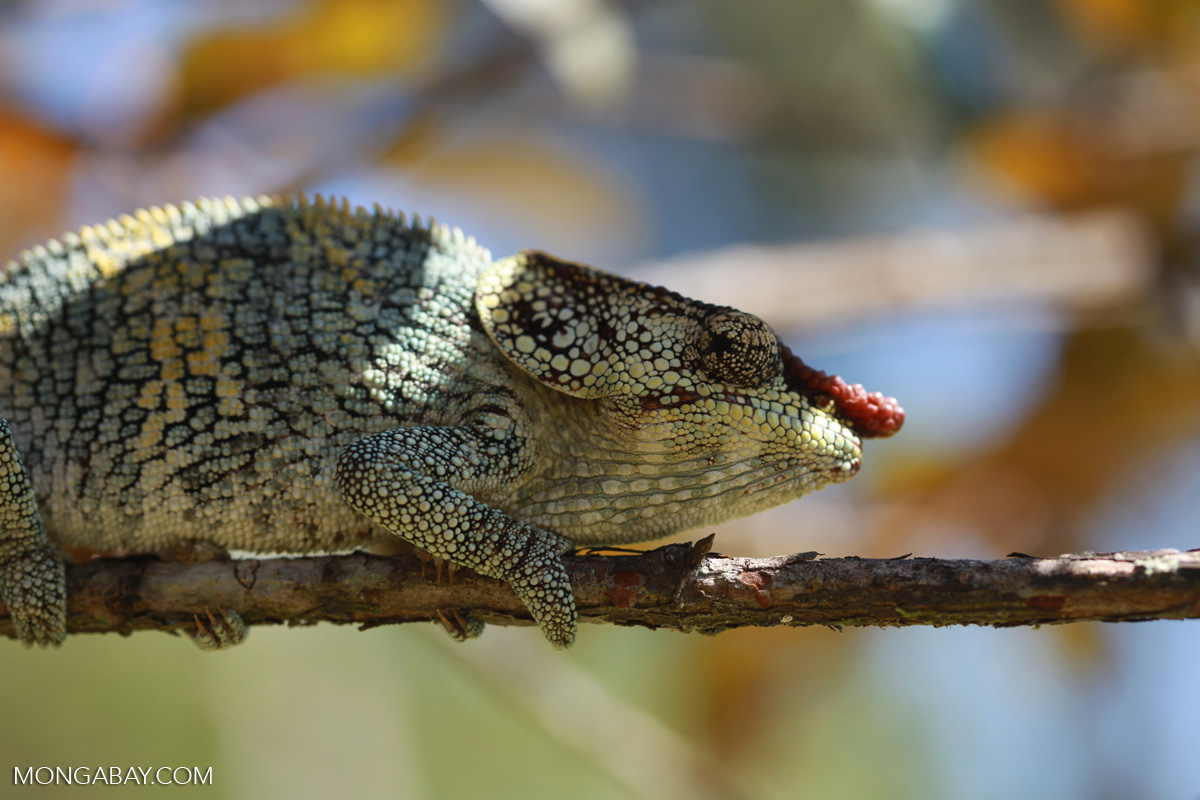 Male Elephant-eared Chameleon (Calumna brevicorne)