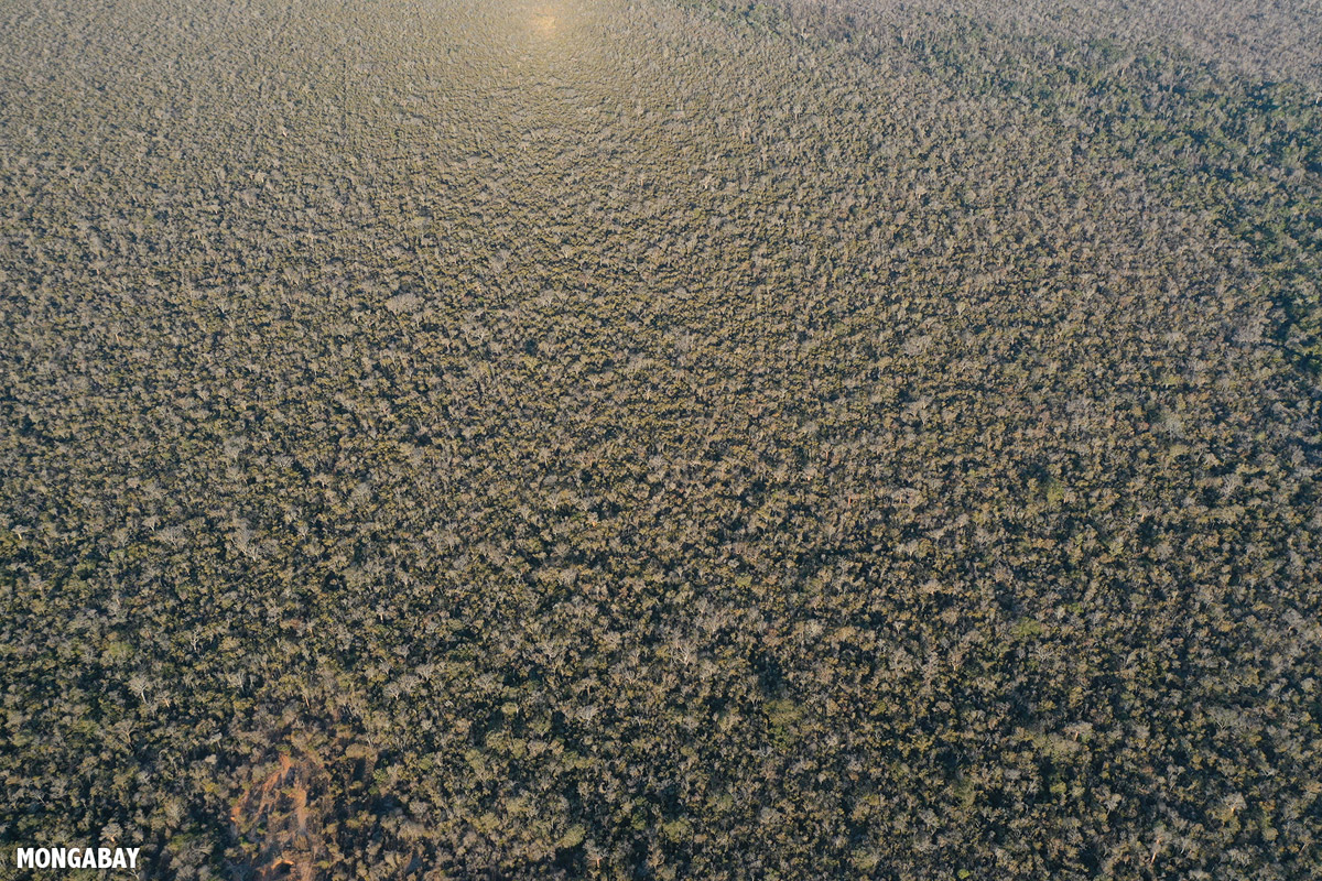Aerial view of Kirindy Forest