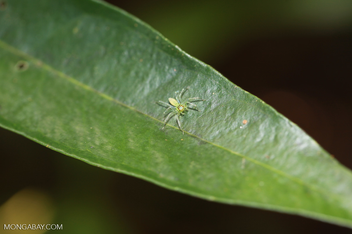 Translucent spider with turquoise, green, and yellow parts [madagascar ...