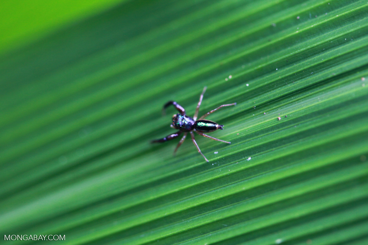 Metallic black spider [madagascar_3277]