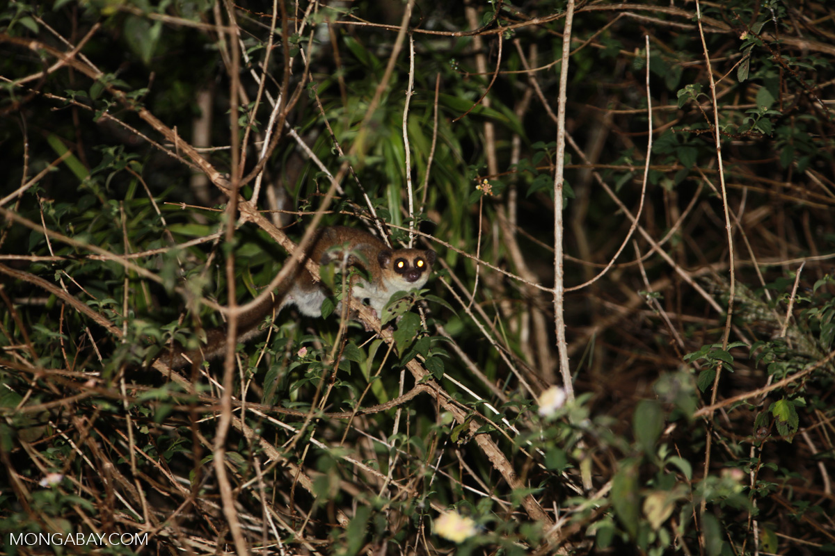 Fat-tailed Dwarf Lemur (Cheirogaleus medius) [madagascar_3493]