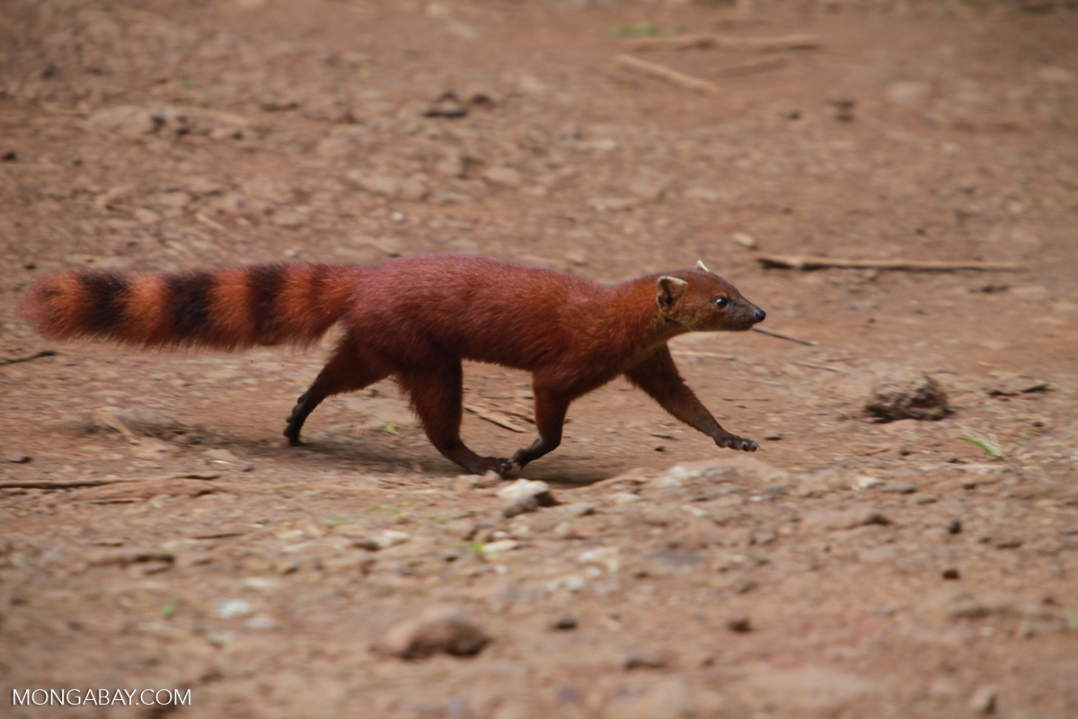 Ring-tailed mongoose (Galidia elegans) [madagascar_3708]