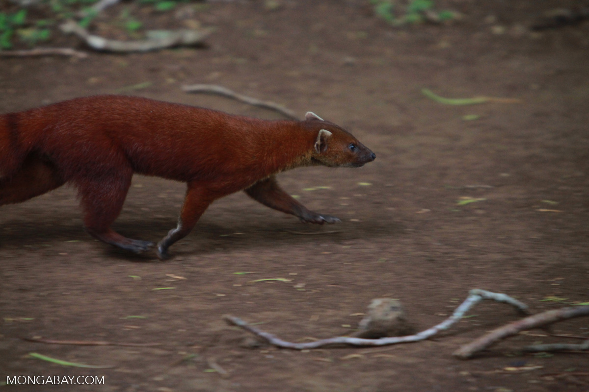 Ring-tailed mongoose (Galidia elegans) [madagascar_3711]